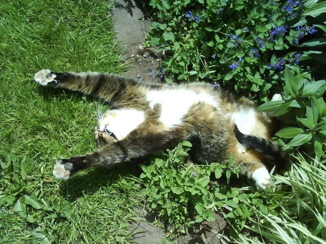 Why Are Cats So Crazy For Catnip Kittens Whiskers 8073