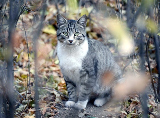 Jackson County's Problem With Feral Cats | Kittens Whiskers